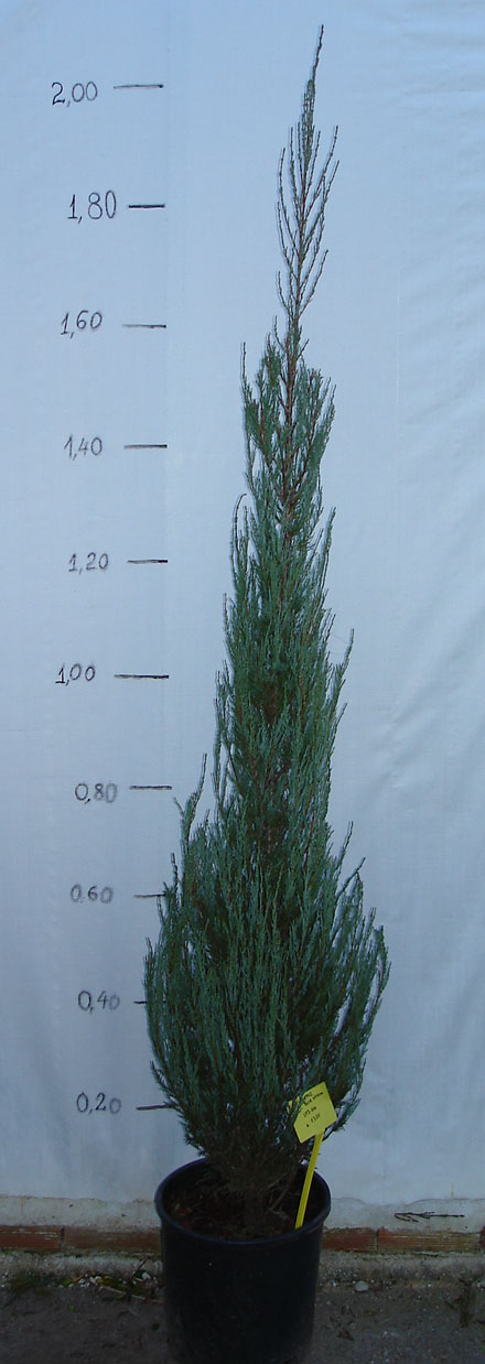 Γιουνίπερους skyrocket - Juniperus skyrocket - interplants