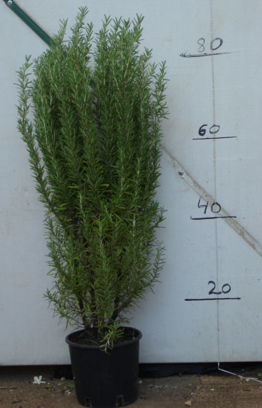 Δενδρολίβανο - Rosmarinus officinalis - interplants