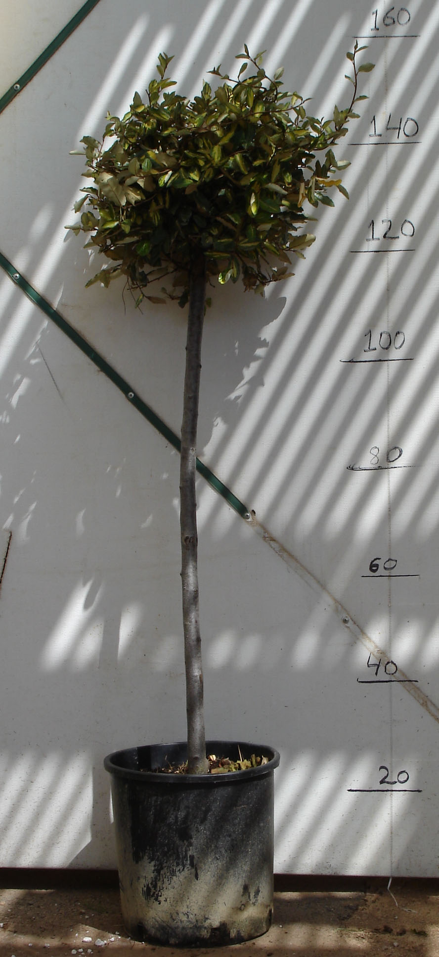 Ελαίαγνος - Elaeagnus compacta/aurea - interplants