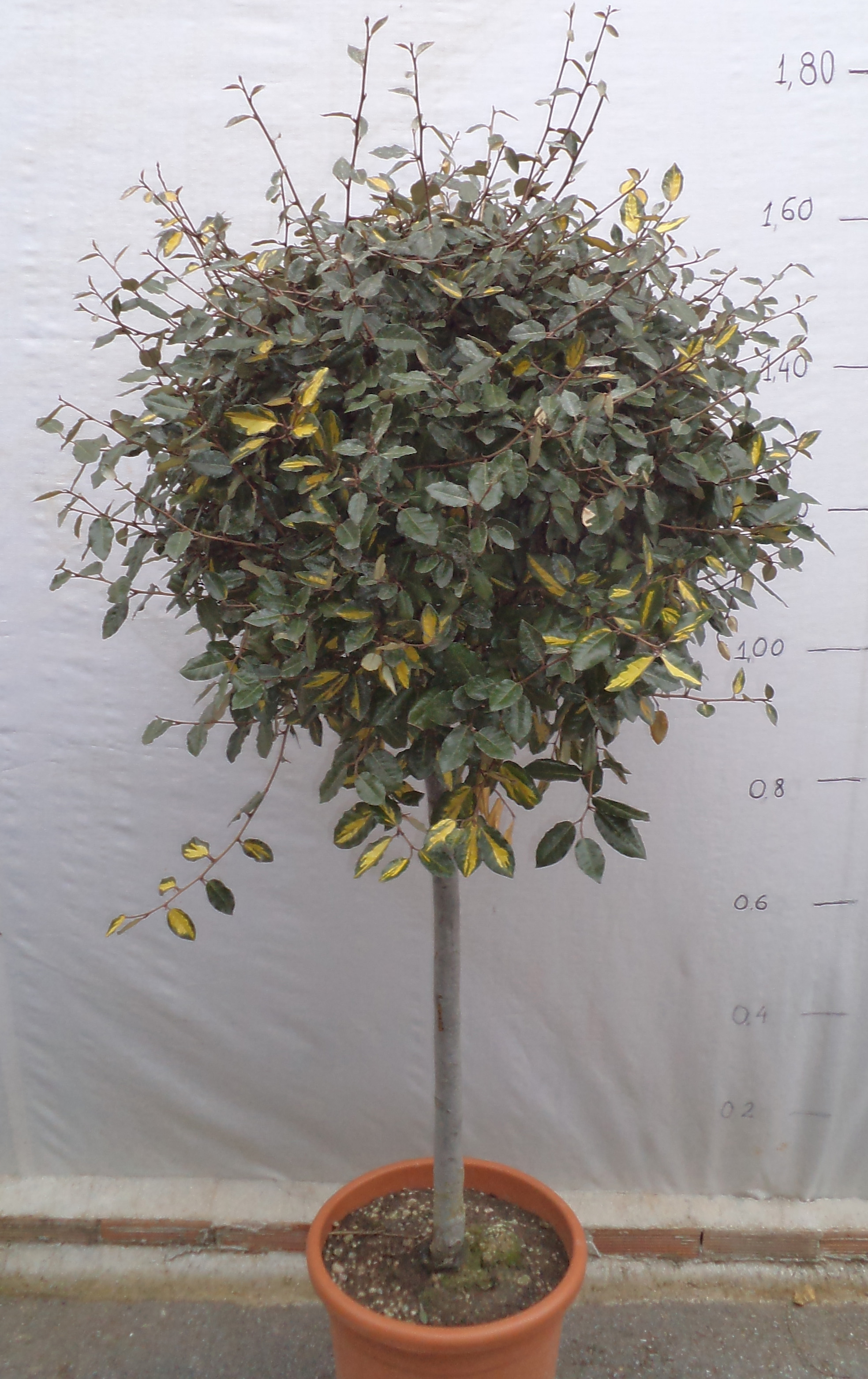 Ελαίαγνος - Elaeagnus compacta/aurea - interplants