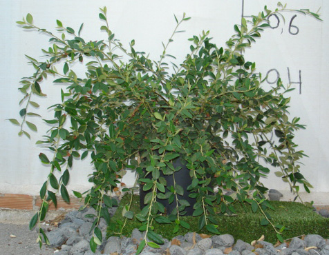 Κυδωνίαστρο franchetti - Cotoneaster franchetti - interplants