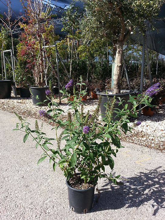 Βουδλέια - Buddleia davidii - interplants