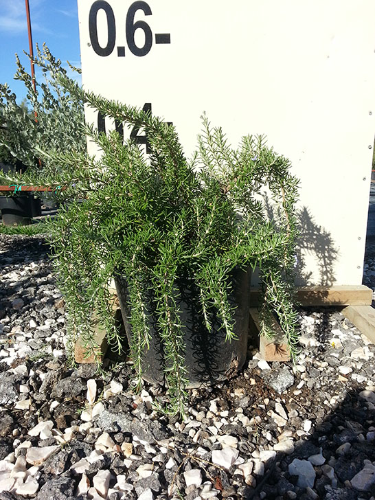 Δενδρολίβανο έρπον - Rosmarinus officinalis prostratus - interplants