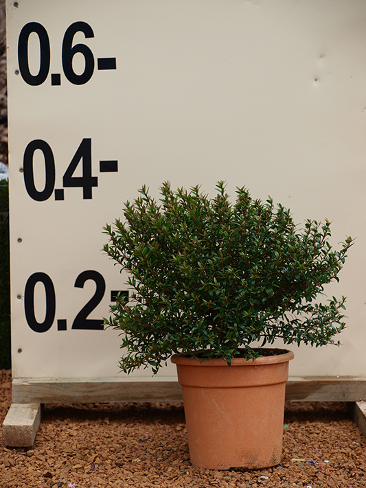 Μυρτιά μικρόφυλλη - Myrtus communis microphylla - interplants