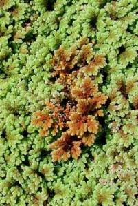Azolla caroliniana - interplants